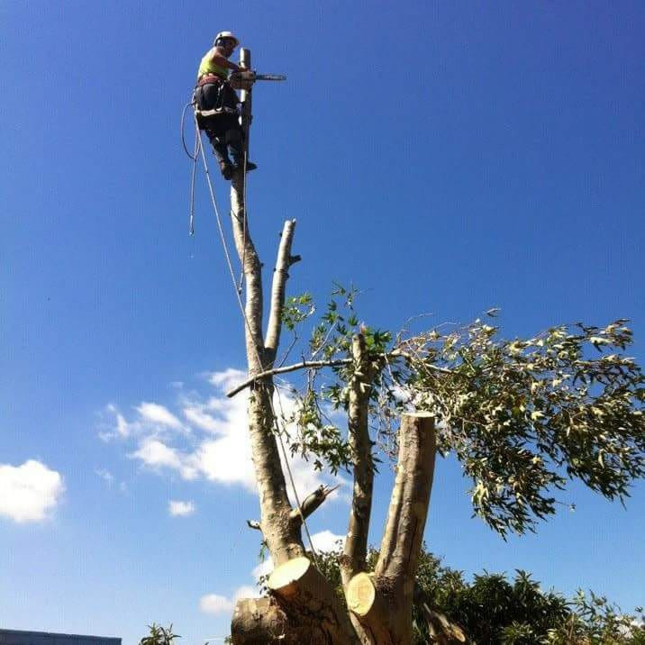 Terrific Trees - Ummah Directory